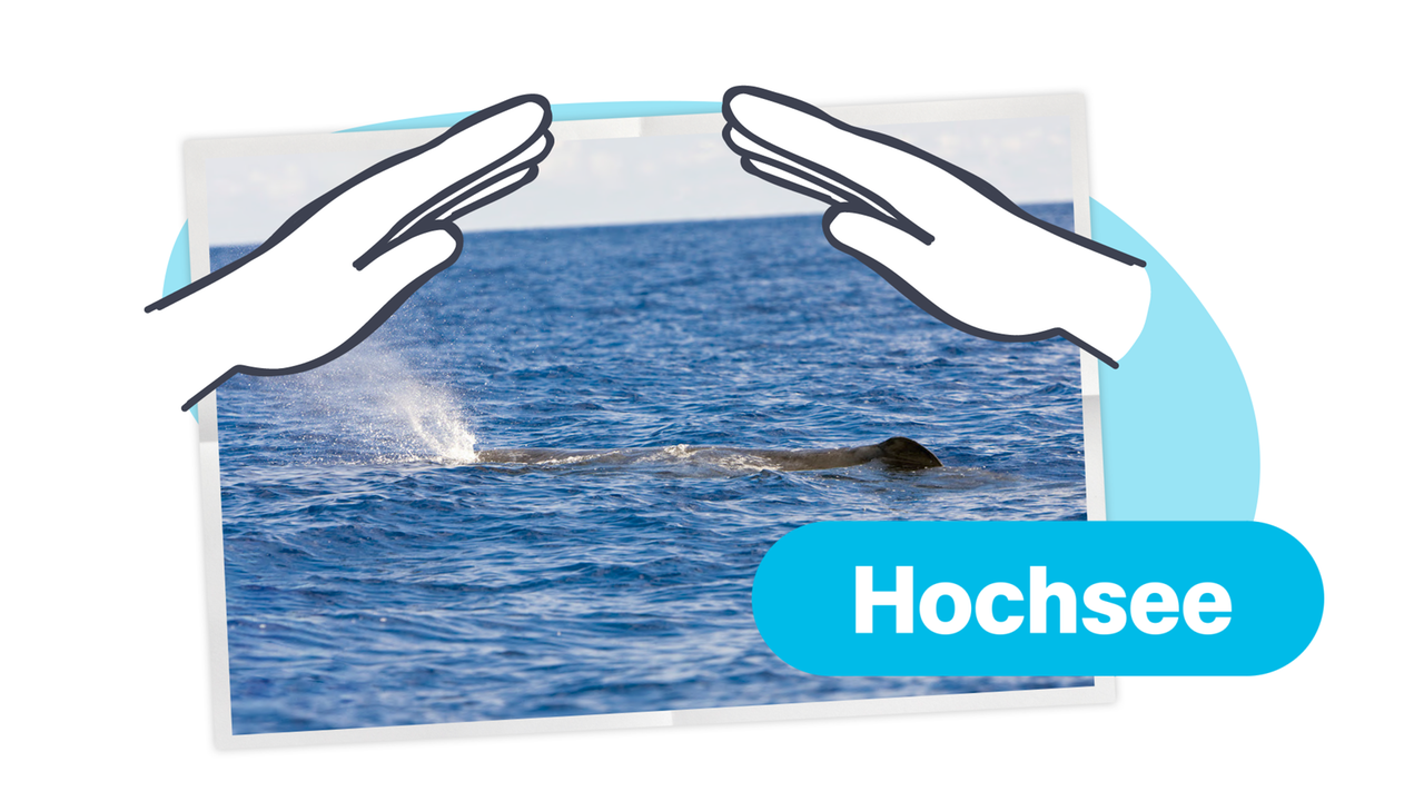 UN-Hochseeabkommen schützt die Meere - logo!