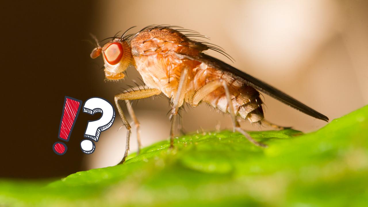 logo!: Fruchtfliegen - Nützlich und nervig - logo!