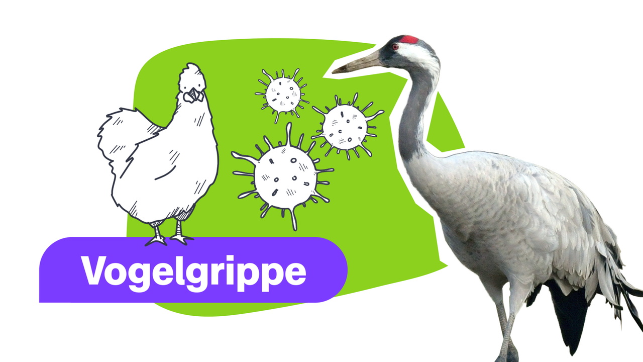logo! erklärt: Vogelgrippe - logo!