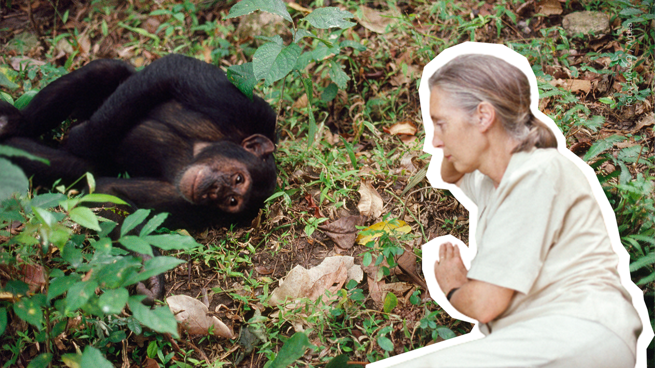 logo!: Schimpansen-Forscherin Jane Goodall ist gestorben - logo!