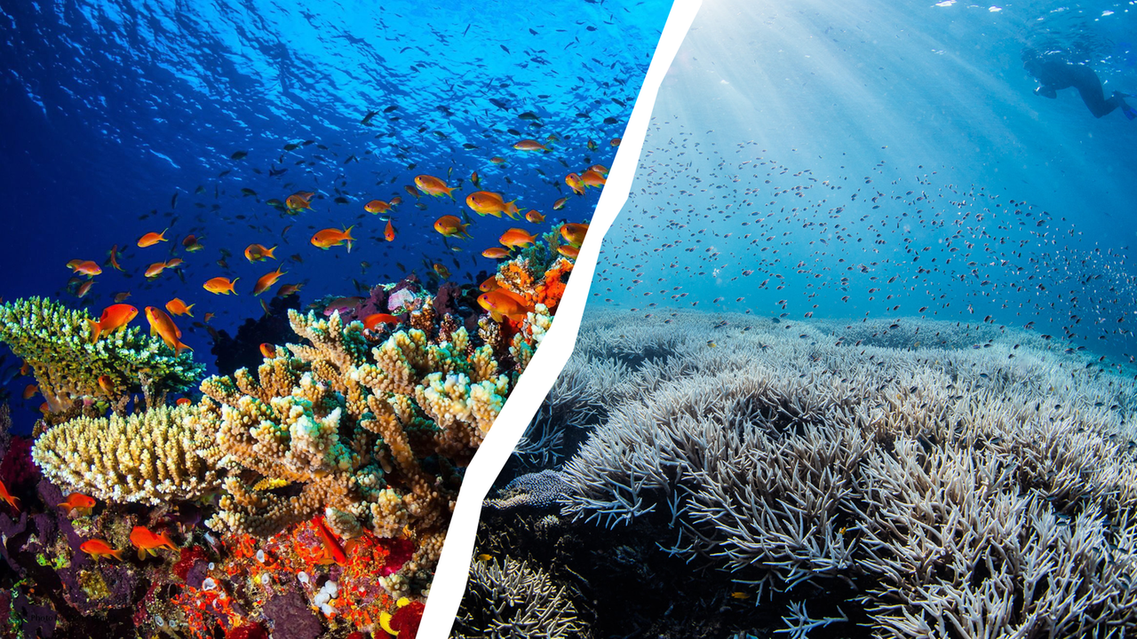 logo!: Great Barrier Reef in Gefahr - logo!