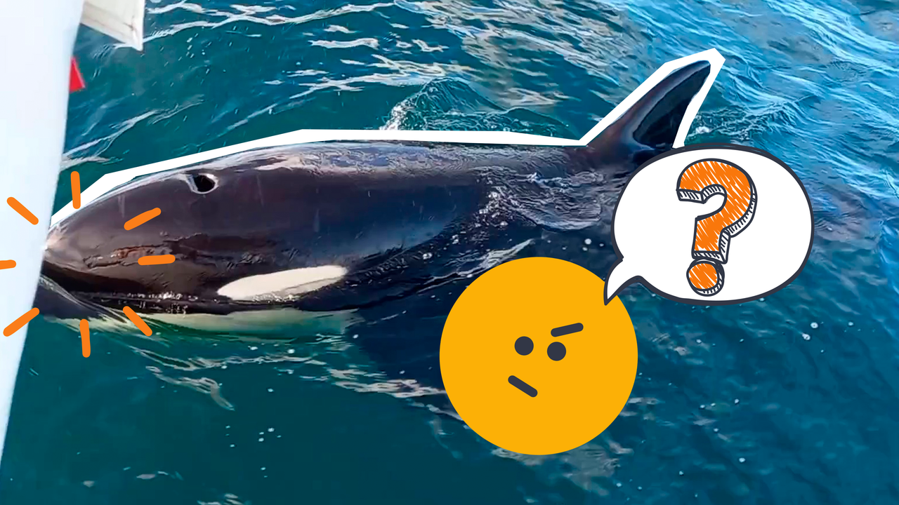 logo!: Was steckt hinter den Orca-Angriffen? - logo!