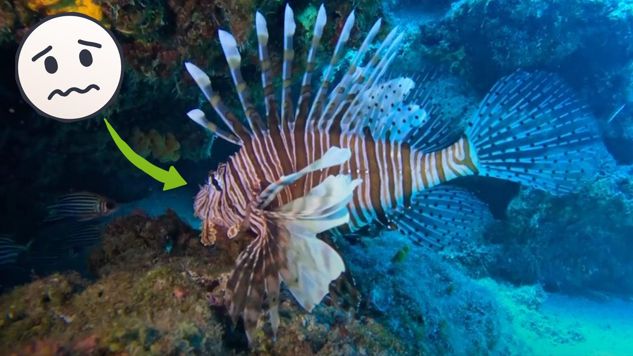 Löwenfisch - warum er ein Problem ist - logo!