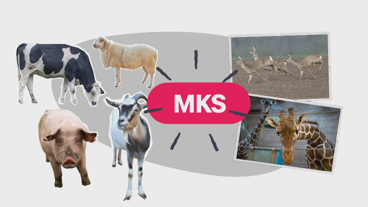 logo! erklärt: Maul- und Klauenseuche - logo!