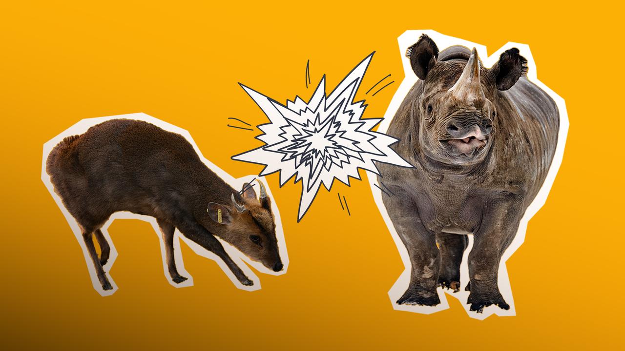 Minihirsch kämpft mit Nashorn - logo!